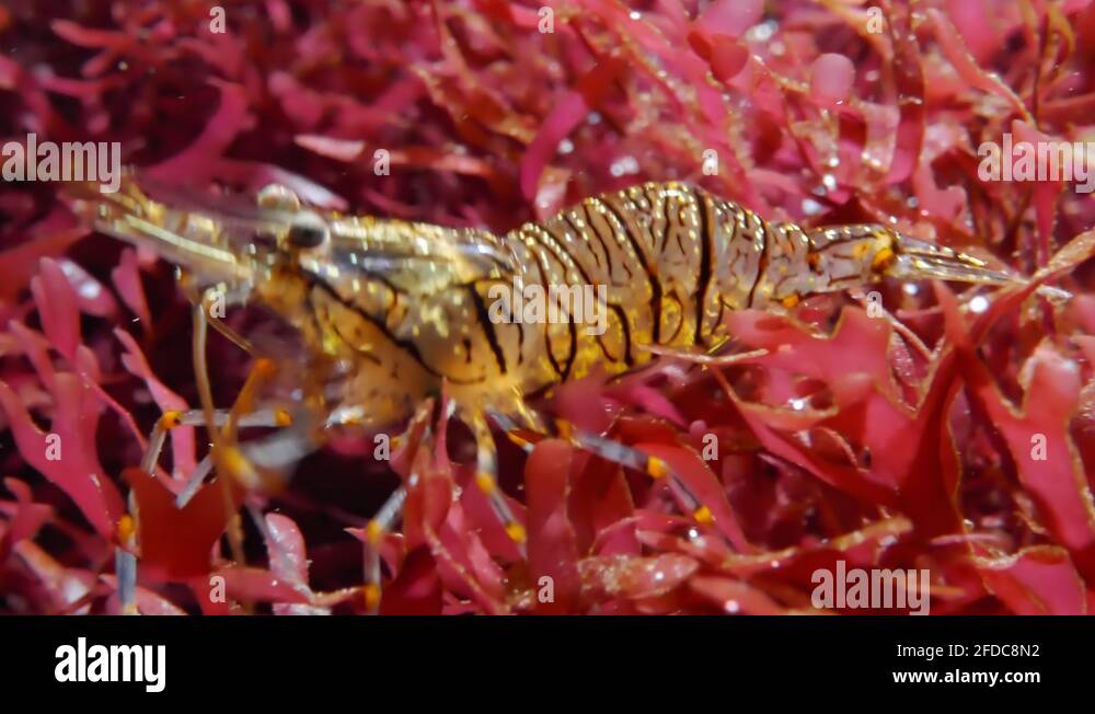 Rockpool shrimp Stock Videos & Footage - HD and 4K Video Clips - Alamy