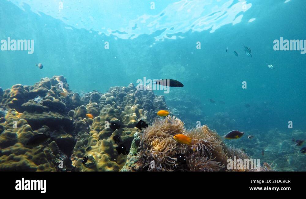 Ocean diversity Stock Videos & Footage - HD and 4K Video Clips - Alamy