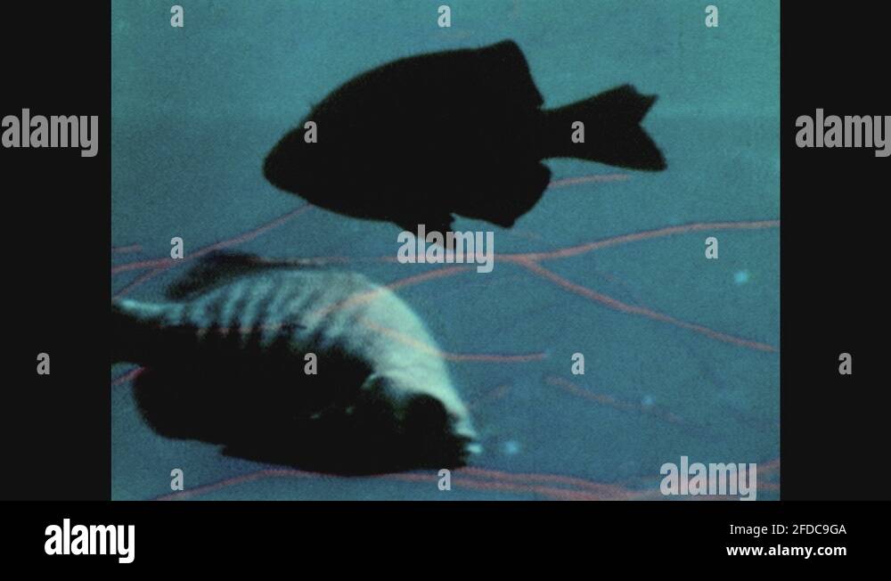 Dappled light and shadow Stock Videos & Footage - HD and 4K Video Clips ...