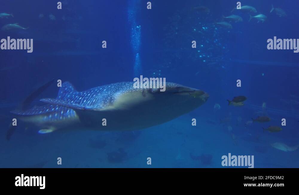 Friendly sea creatures Stock Videos & Footage - HD and 4K Video Clips ...