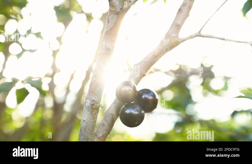 Jaboticaba tree Stock Videos & Footage - HD and 4K Video Clips - Alamy