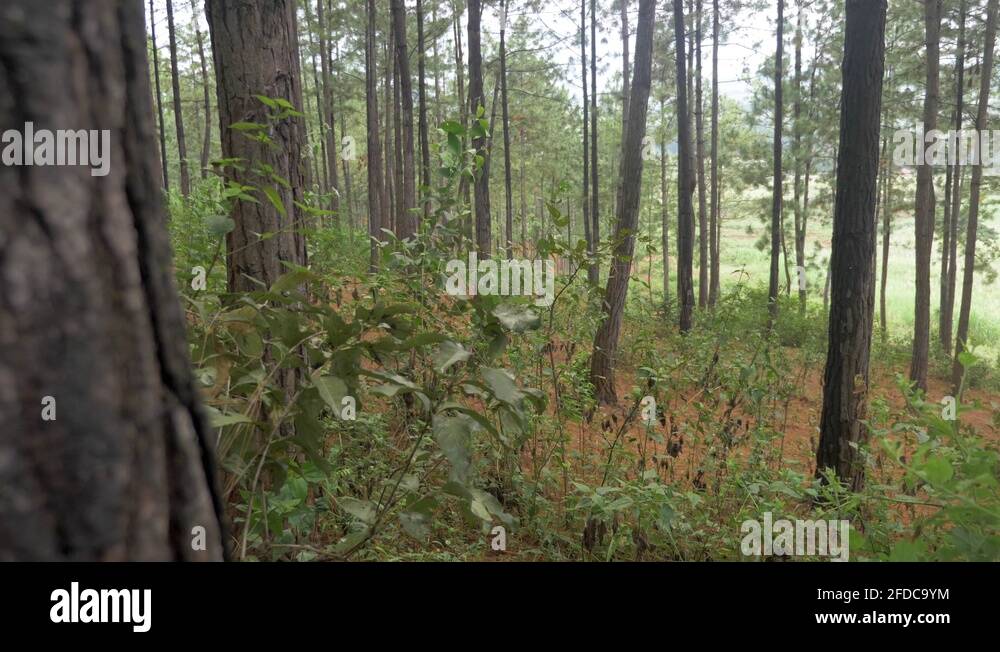 Traditional hunter african Stock Videos & Footage - HD and 4K Video ...