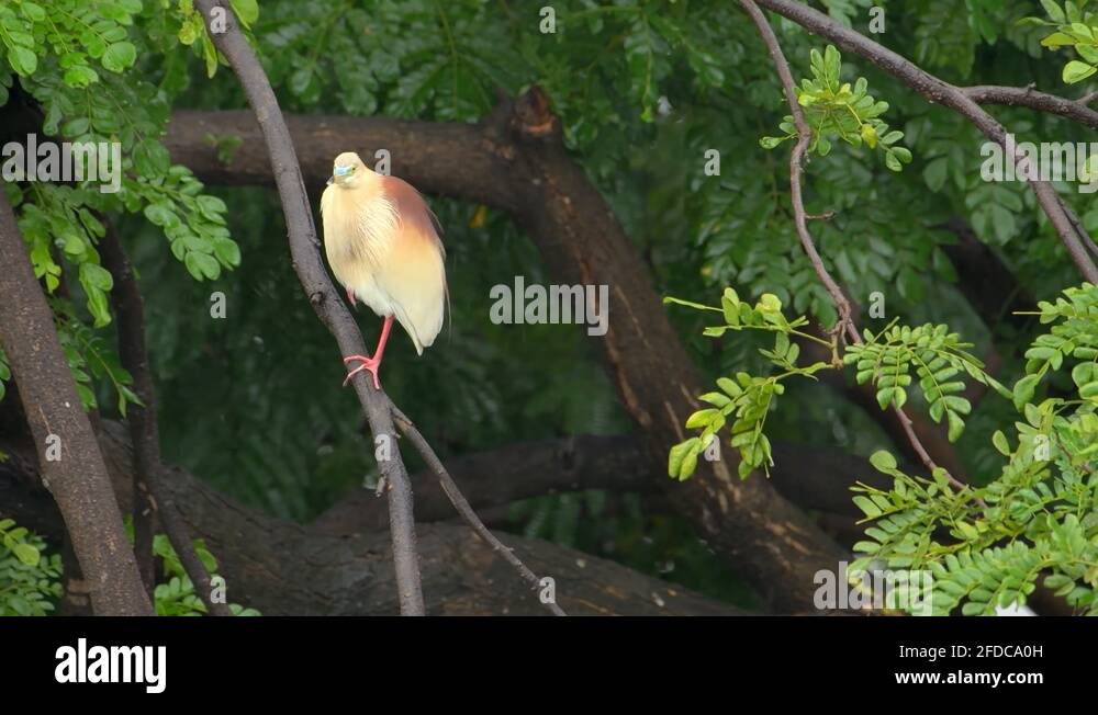 Beak under plumage Stock Videos & Footage - HD and 4K Video Clips - Alamy