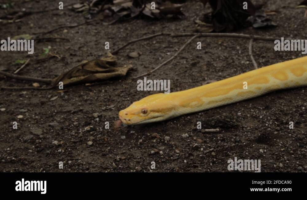 Reticulated python jungle Stock Videos & Footage - HD and 4K Video ...