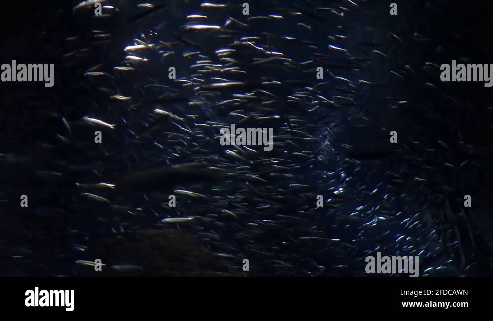 Anchovy school Stock Videos & Footage - HD and 4K Video Clips - Alamy