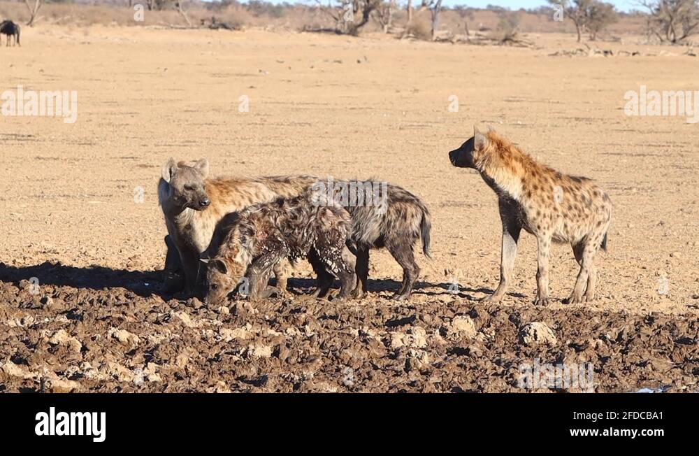 Northern hyena Stock Videos & Footage - HD and 4K Video Clips - Alamy