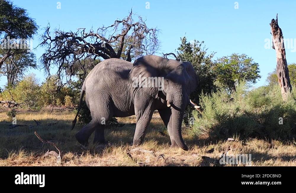Elephant shadows Stock Videos & Footage - HD and 4K Video Clips - Alamy