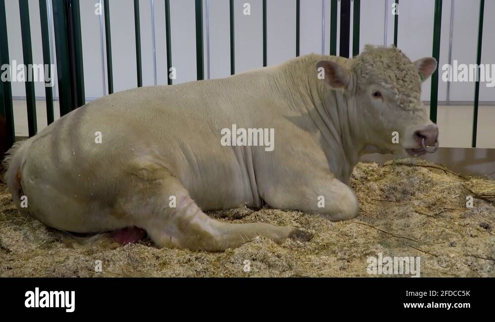 Sire animal Stock Videos & Footage - HD and 4K Video Clips - Alamy