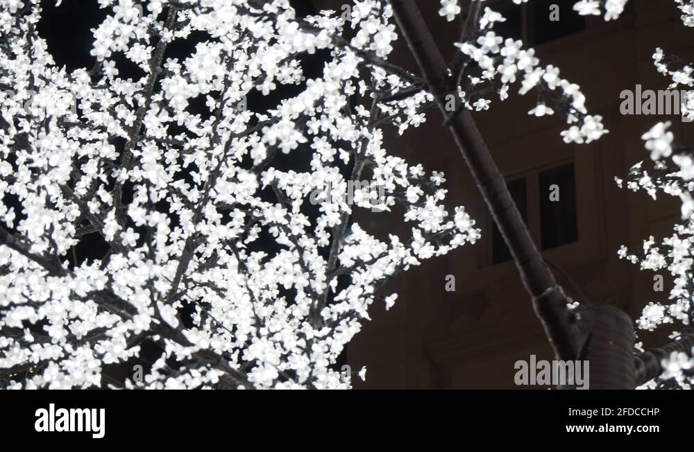 Clusters of trees Stock Videos & Footage - HD and 4K Video Clips - Alamy