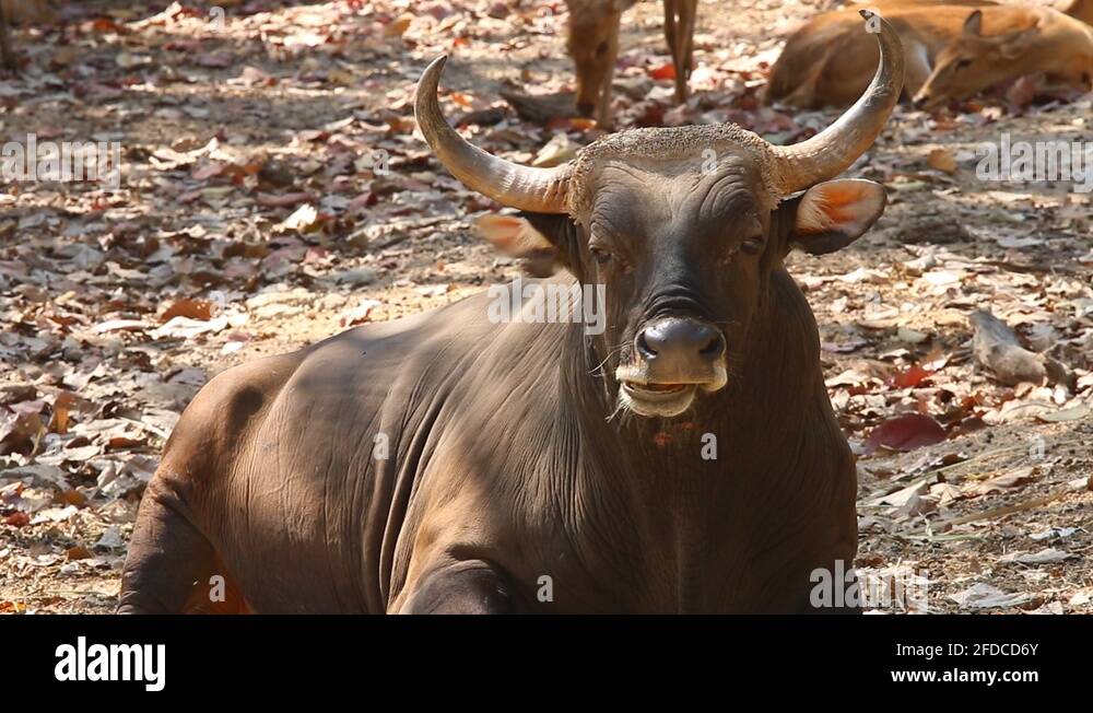 Thailand red bull Stock Videos & Footage - HD and 4K Video Clips - Alamy