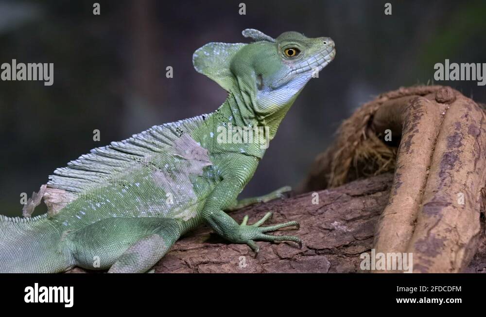 Green crested basilisk Stock Videos & Footage - HD and 4K Video Clips ...