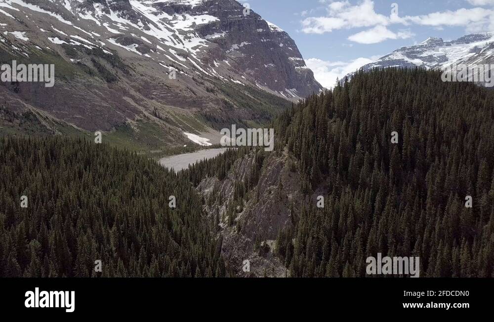 Living forest Stock Videos & Footage - HD and 4K Video Clips - Alamy