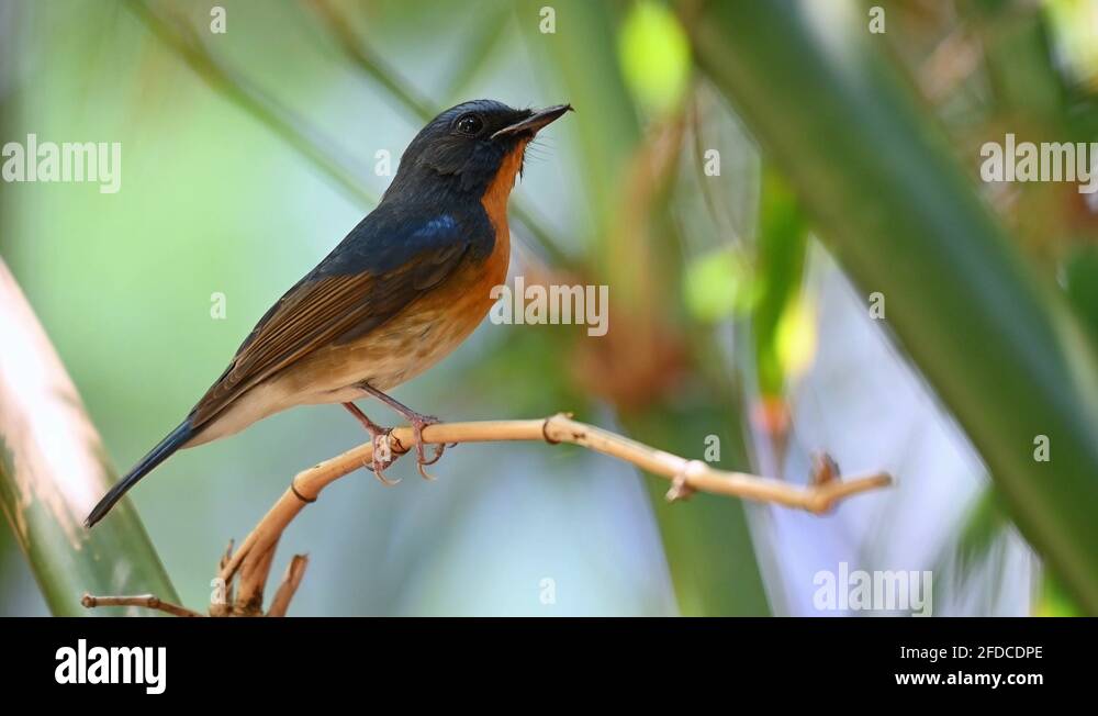 Bird birds flycatchers Stock Videos & Footage - HD and 4K Video Clips ...