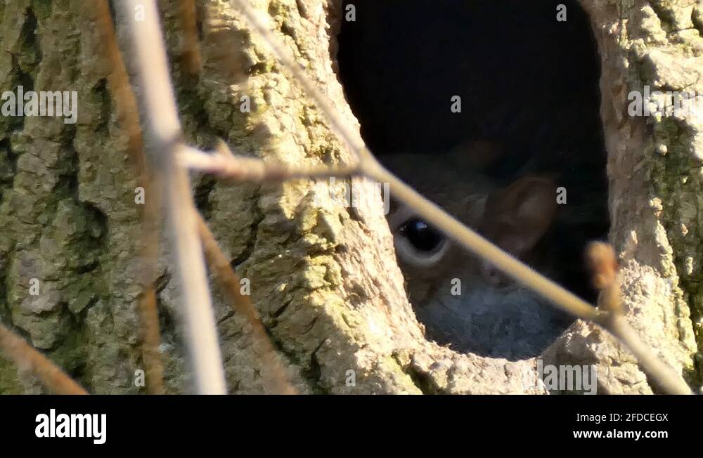 Hidden timber Stock Videos & Footage - HD and 4K Video Clips - Alamy