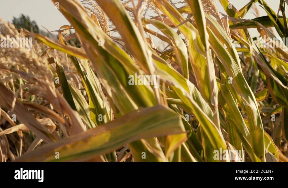 Dried corn plants Stock Videos & Footage - HD and 4K Video Clips - Alamy