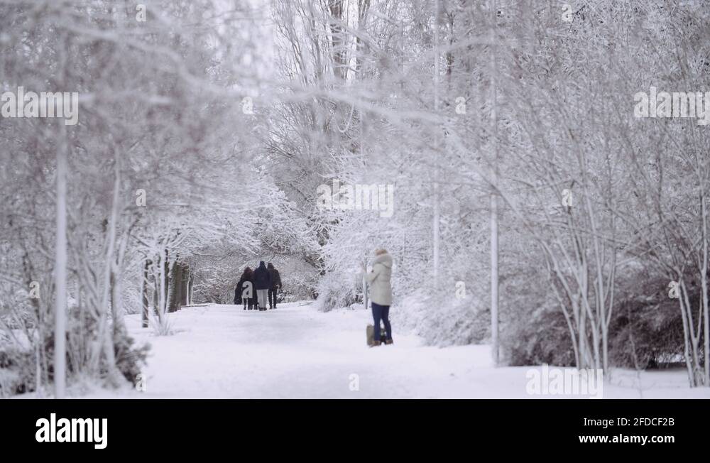 Lofty trees Stock Videos & Footage - HD and 4K Video Clips - Alamy