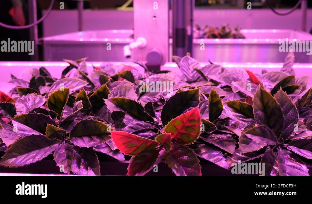 Mars food food Hydroponically cultivation Plants grow nutrients mixed ...