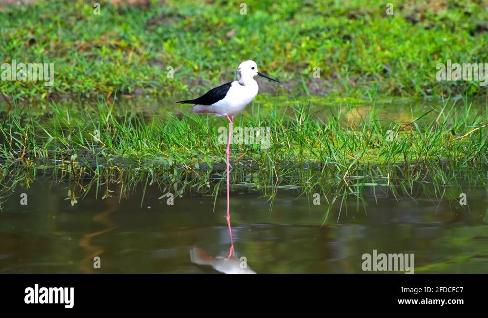 Thin legs pink legs Stock Videos & Footage - HD and 4K Video Clips - Alamy