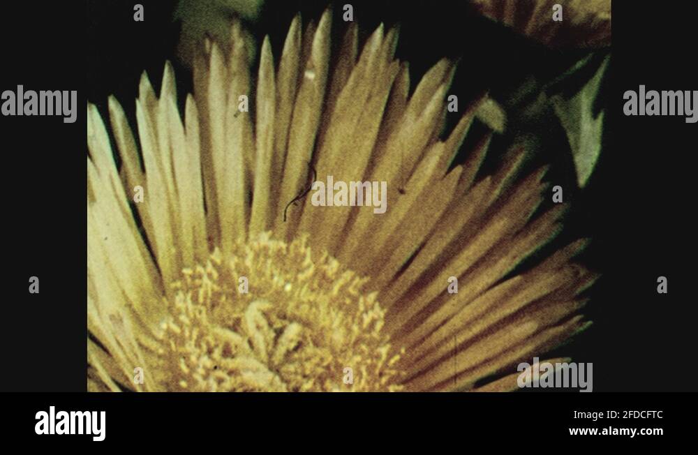 Ice plant flower Stock Videos & Footage - HD and 4K Video Clips - Alamy