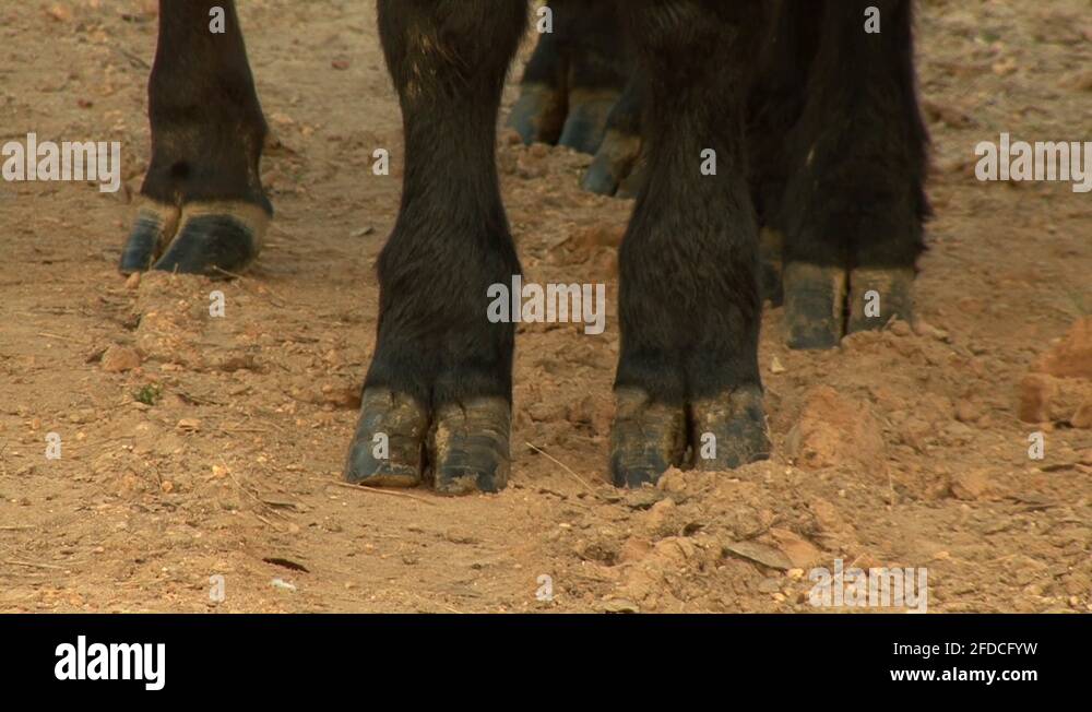 Hooves Stock Videos & Footage - HD and 4K Video Clips - Alamy