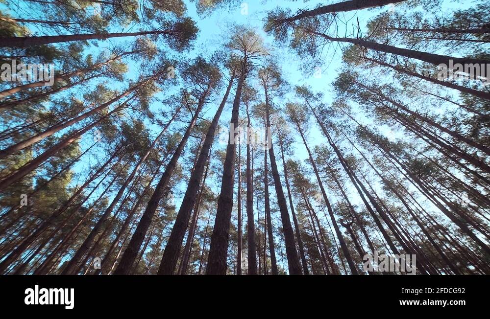 Forest pine tall trees Stock Videos & Footage - HD and 4K Video Clips ...