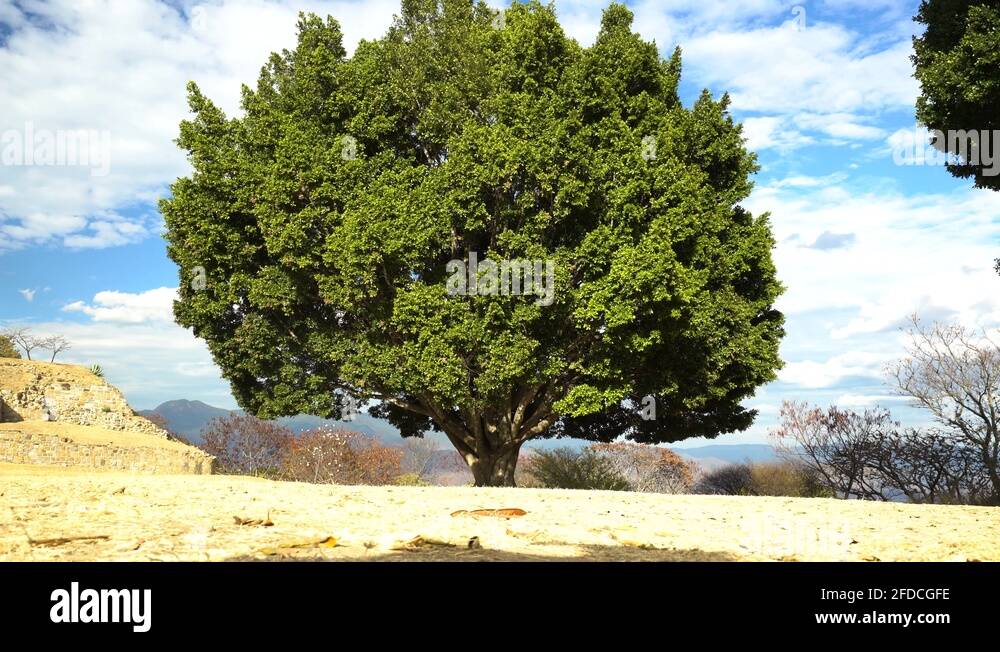 Montezuma cypress Stock Videos & Footage - HD and 4K Video Clips - Alamy
