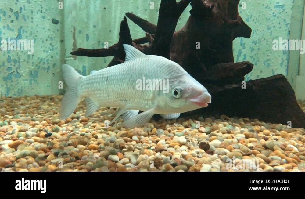 Nile bass fish Stock Videos & Footage - HD and 4K Video Clips - Alamy