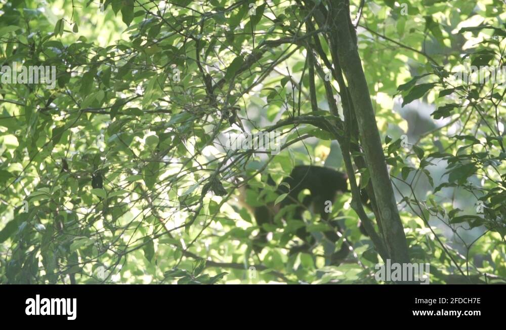 Monkey attack Stock Videos & Footage - HD and 4K Video Clips - Alamy