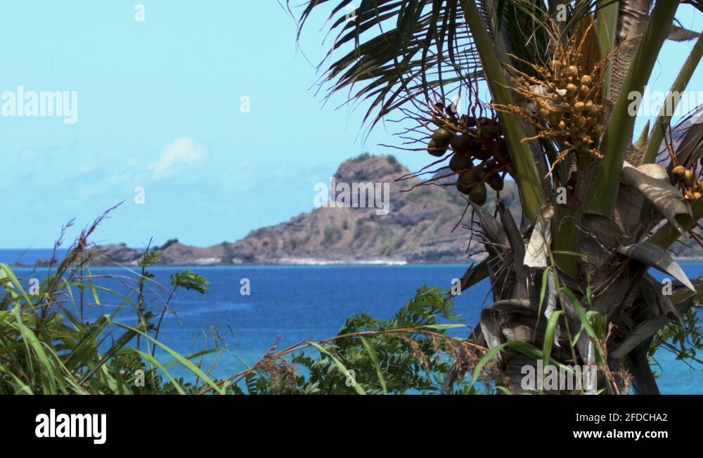 Coconut tree and rocks Stock Videos & Footage - HD and 4K Video Clips ...