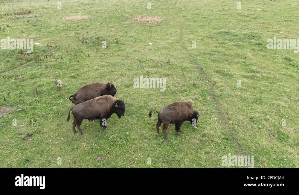 Buffalo defecating on field and hanging Stock Video Footage - Alamy