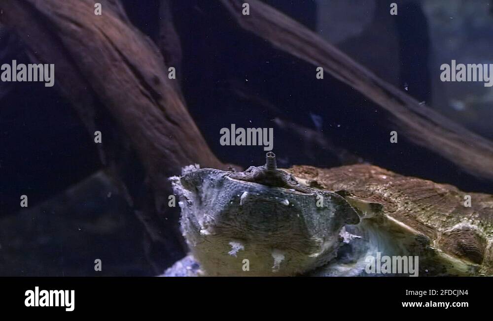 A beautifully unique Mata Mata turtle swimming underwater in an ...