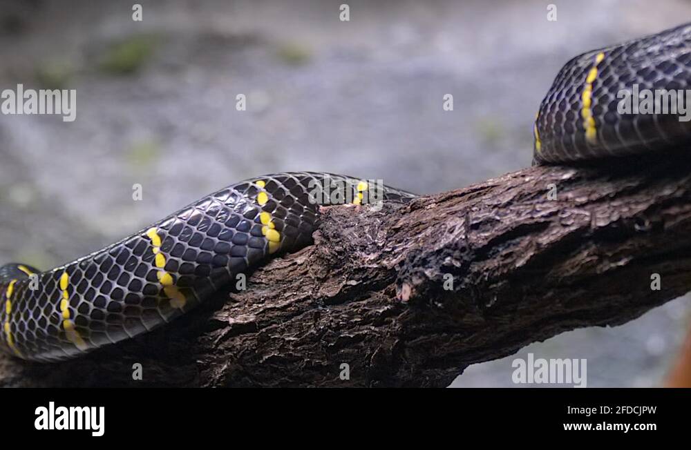 Snake tree branch Stock Videos & Footage - HD and 4K Video Clips - Alamy