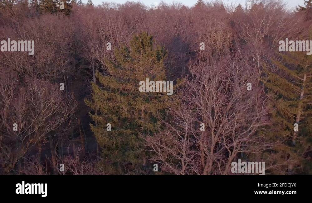 Forestscape Stock Videos & Footage - HD and 4K Video Clips - Alamy