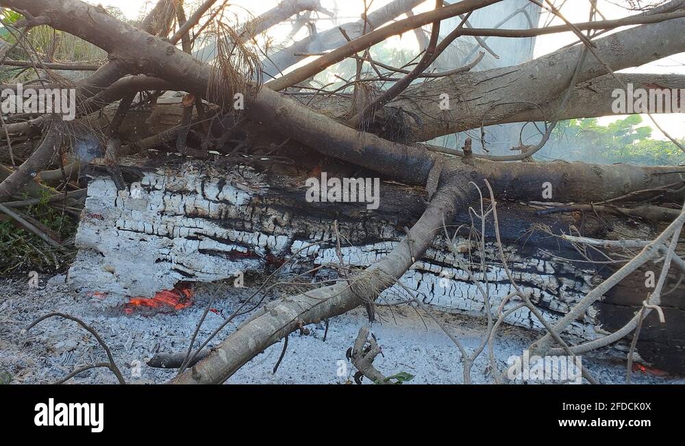 An extinct wood Stock Videos & Footage - HD and 4K Video Clips - Alamy