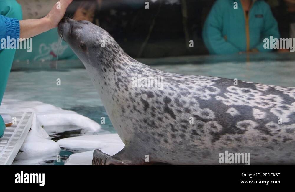 Seal trainer Stock Videos & Footage - HD and 4K Video Clips - Alamy