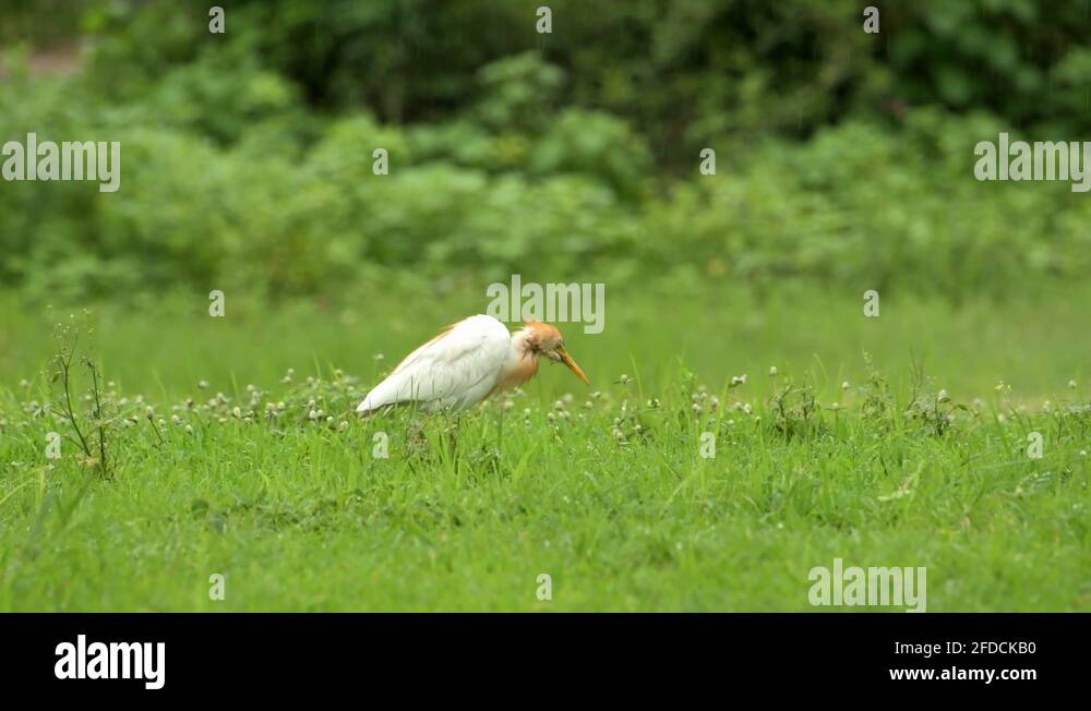 Bird eating worms Stock Videos & Footage - HD and 4K Video Clips - Alamy