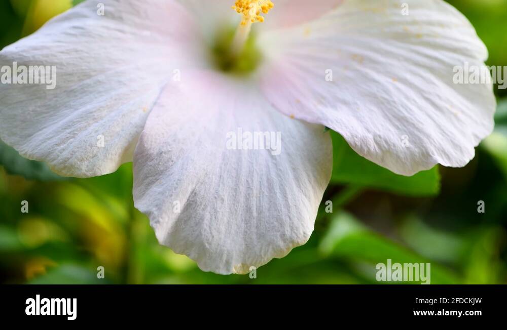 Receptacle of the flower Stock Videos & Footage - HD and 4K Video Clips ...