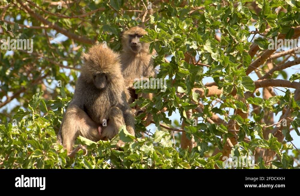 Monkeys on tree Stock Videos & Footage - HD and 4K Video Clips - Alamy