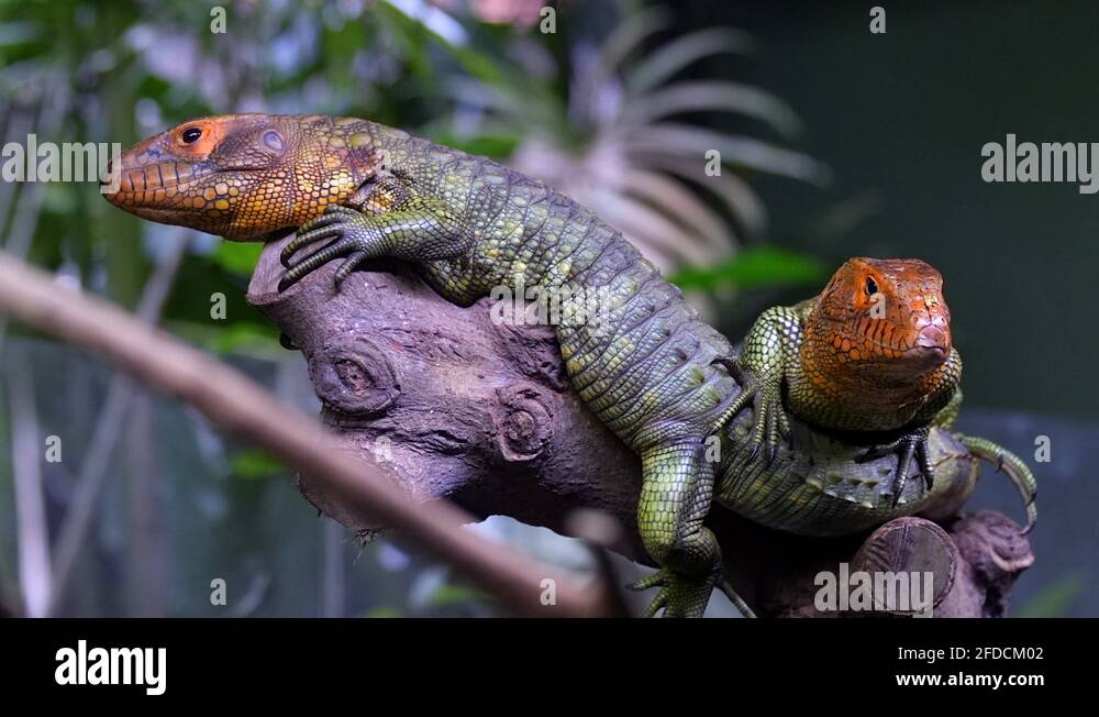 Tree climbing lizards Stock Videos & Footage - HD and 4K Video Clips ...