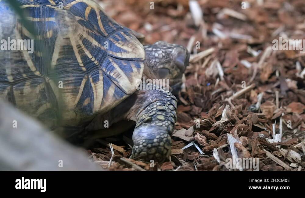 Indian tortoise shell Stock Videos & Footage - HD and 4K Video Clips ...