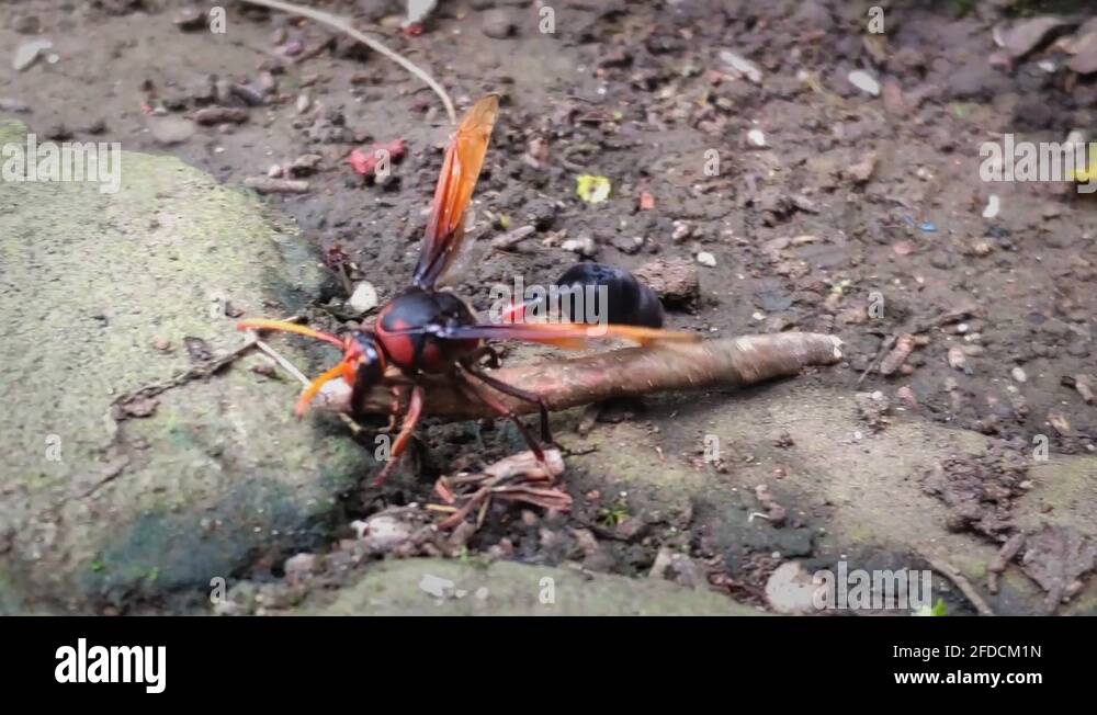 Orange giant wasp try to carry and fly a big worm with its mandible ...