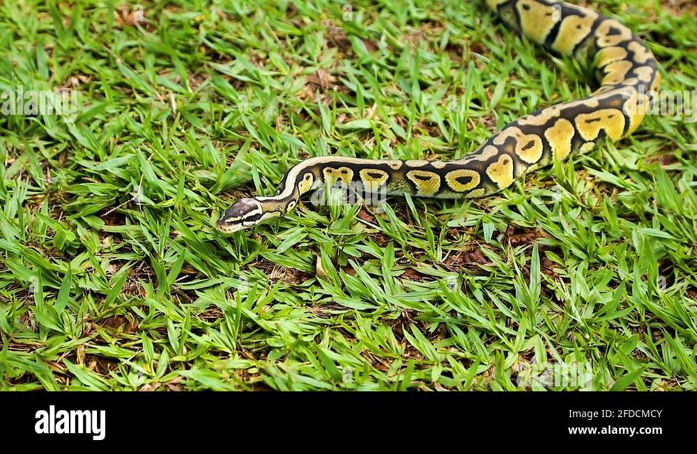Sunbathing snakes Stock Videos & Footage - HD and 4K Video Clips - Alamy