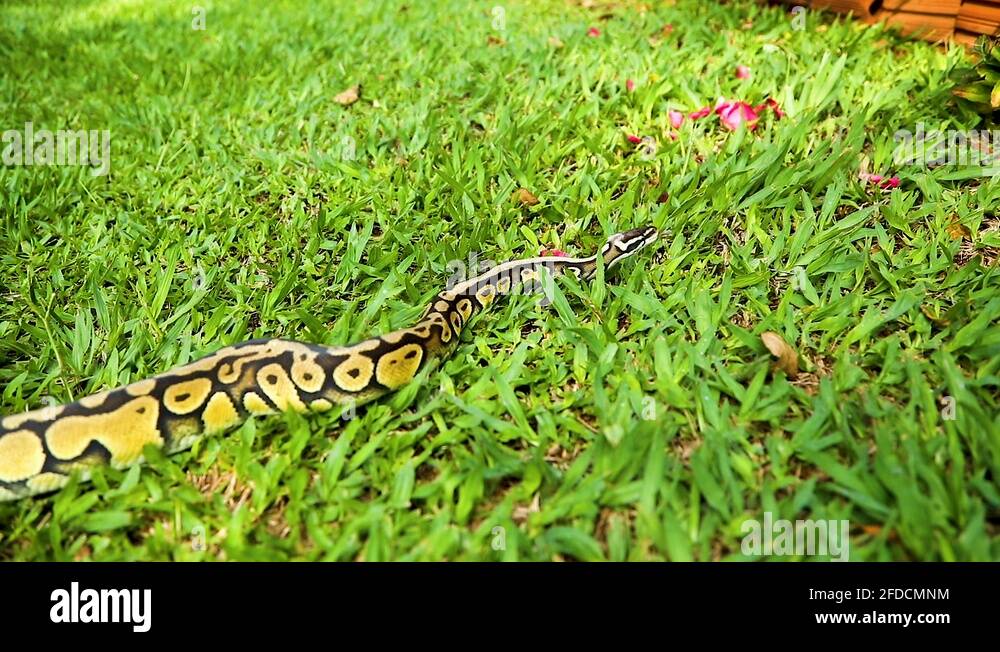 Green grass snakes Stock Videos & Footage - HD and 4K Video Clips - Alamy