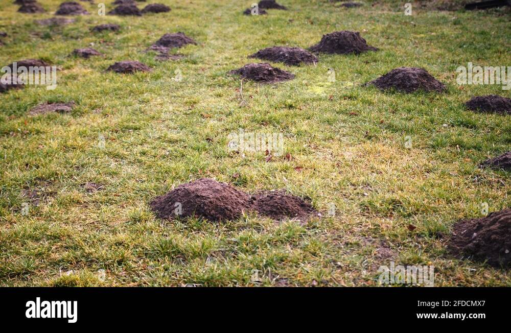 Digged holes Stock Videos & Footage - HD and 4K Video Clips - Alamy