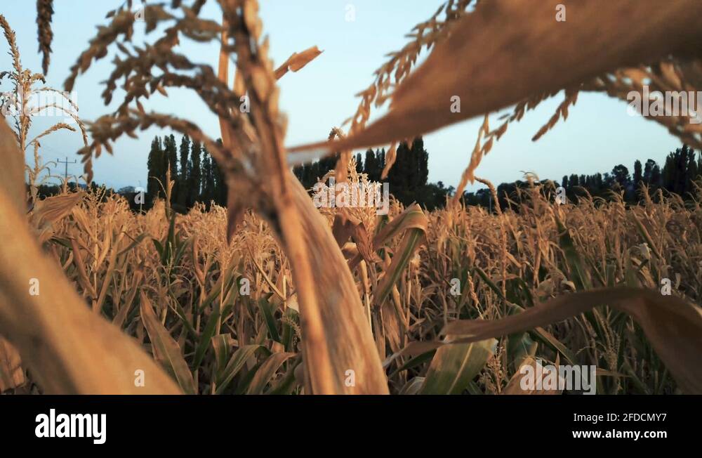 Corn spike Stock Videos & Footage - HD and 4K Video Clips - Alamy