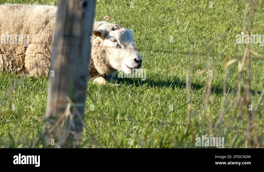 Lazy sheep Stock Videos & Footage - HD and 4K Video Clips - Alamy