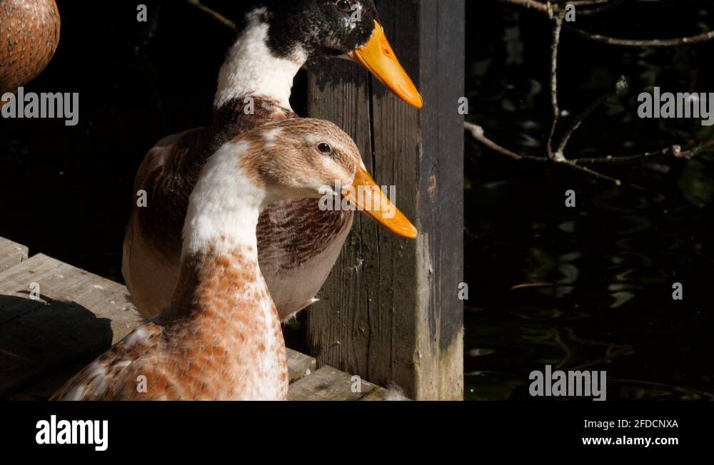 Early morning ducks Stock Videos & Footage - HD and 4K Video Clips - Alamy