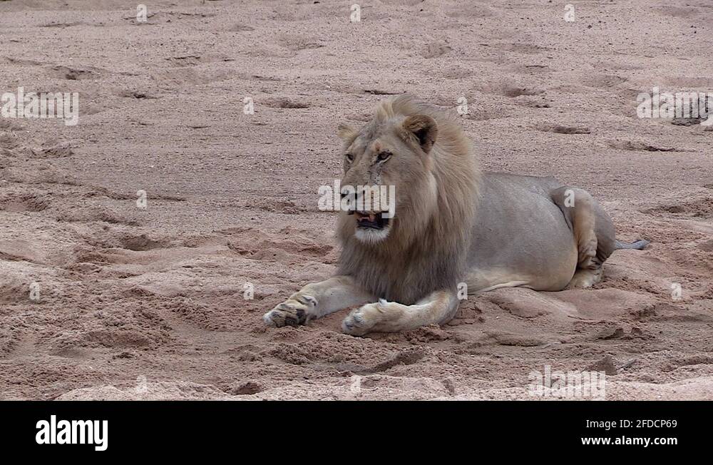 Male lion with a full stomach Stock Videos & Footage - HD and 4K Video ...