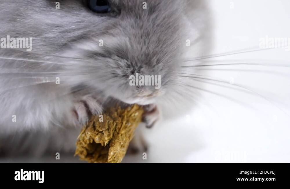 Chinchilla eating Stock Videos & Footage - HD and 4K Video Clips - Alamy