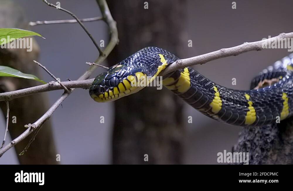 Black tree snake Stock Videos & Footage - HD and 4K Video Clips - Alamy